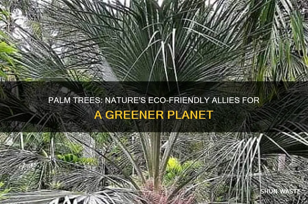 Palm Trees: Nature's Eco-Friendly Allies For A Greener Planet | ShunWaste