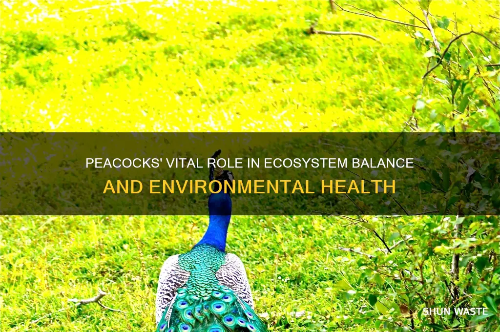 Peacocks' Vital Role In Ecosystem Balance And Environmental Health ...