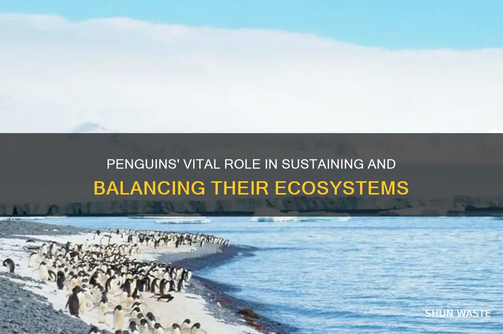 Penguins' Vital Role In Sustaining And Balancing Their Ecosystems ...
