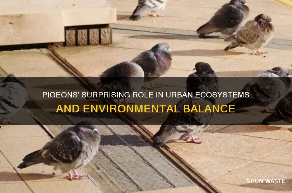 Pigeons' Surprising Role In Urban Ecosystems And Environmental Balance ...
