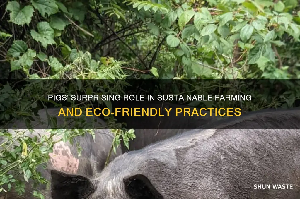 Pigs' Surprising Role In Sustainable Farming And Eco-Friendly Practices ...