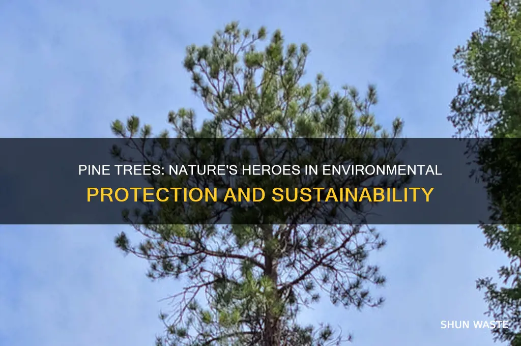 Pine Trees: Nature's Heroes In Environmental Protection And ...