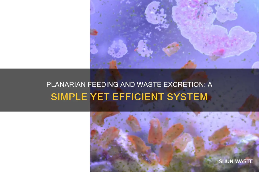 Planarian Feeding And Waste Excretion: A Simple Yet Efficient System ...