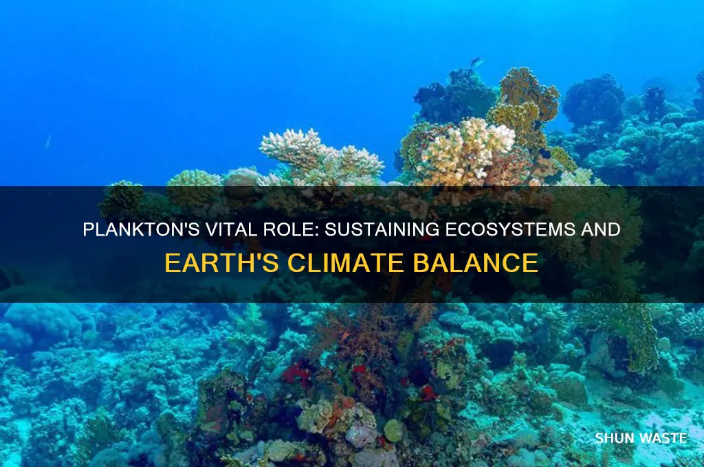 Plankton's Vital Role: Sustaining Ecosystems And Earth's Climate ...