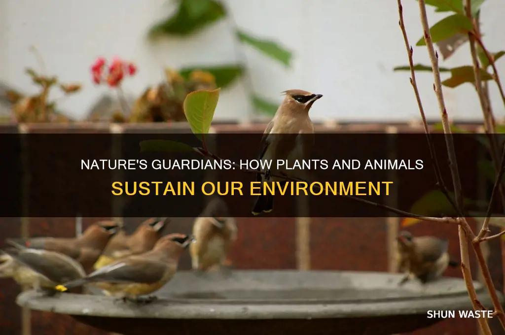 Nature's Guardians: How Plants And Animals Sustain Our Environment ...