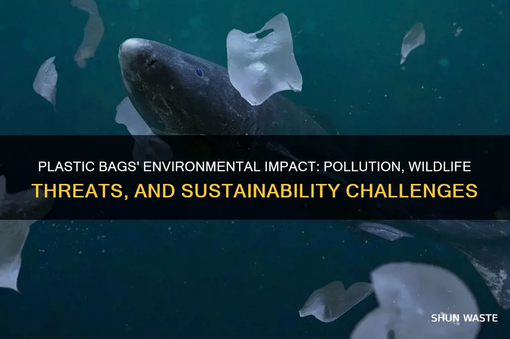 Plastic Bags' Environmental Impact: Pollution, Wildlife Threats, And ...