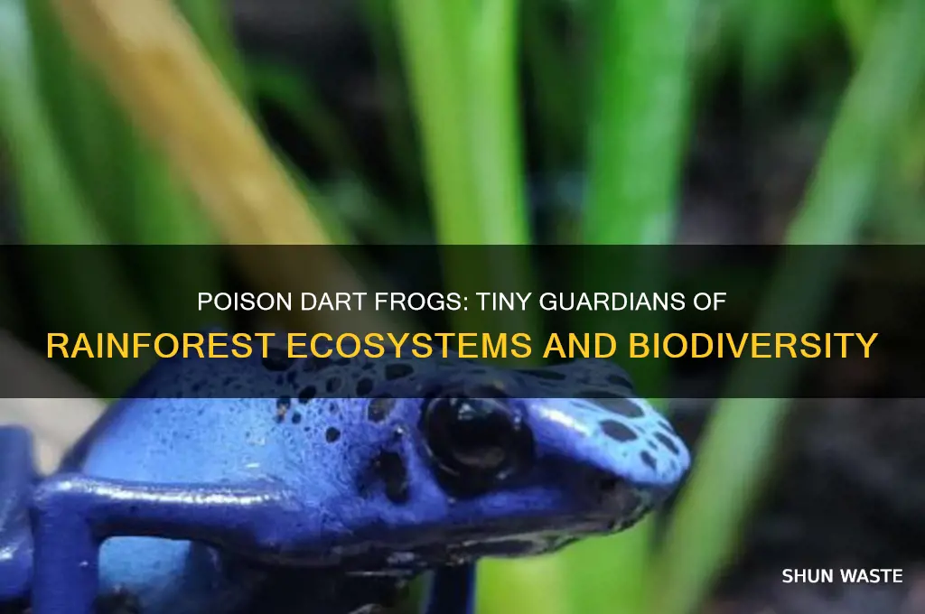 Poison Dart Frogs: Tiny Guardians Of Rainforest Ecosystems And ...