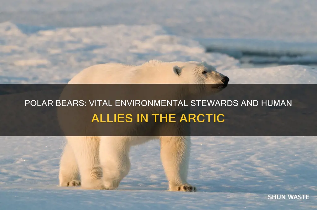 Polar Bears: Vital Environmental Stewards And Human Allies In The ...