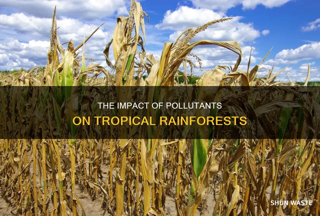 The Impact Of Pollutants On Tropical Rainforests | ShunWaste
