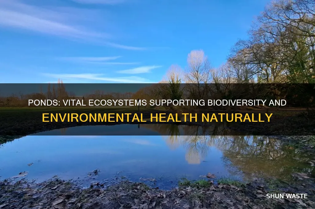 Ponds: Vital Ecosystems Supporting Biodiversity And Environmental ...
