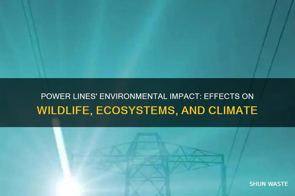 Power Lines' Environmental Impact: Effects On Wildlife, Ecosystems, And ...