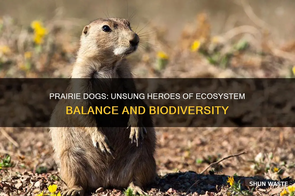 Prairie Dogs: Unsung Heroes Of Ecosystem Balance And Biodiversity ...