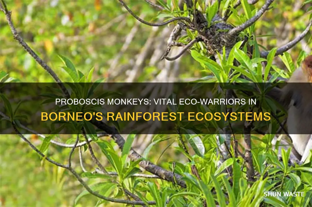 Proboscis Monkeys: Vital Eco-Warriors In Borneo's Rainforest Ecosystems ...