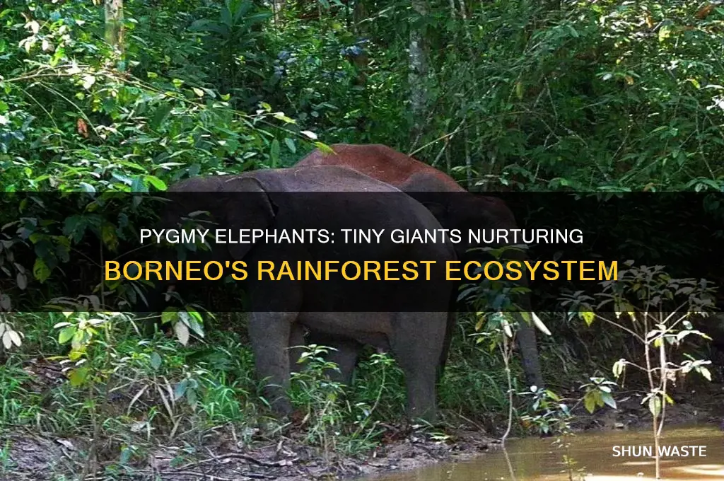Pygmy Elephants: Tiny Giants Nurturing Borneo's Rainforest Ecosystem ...