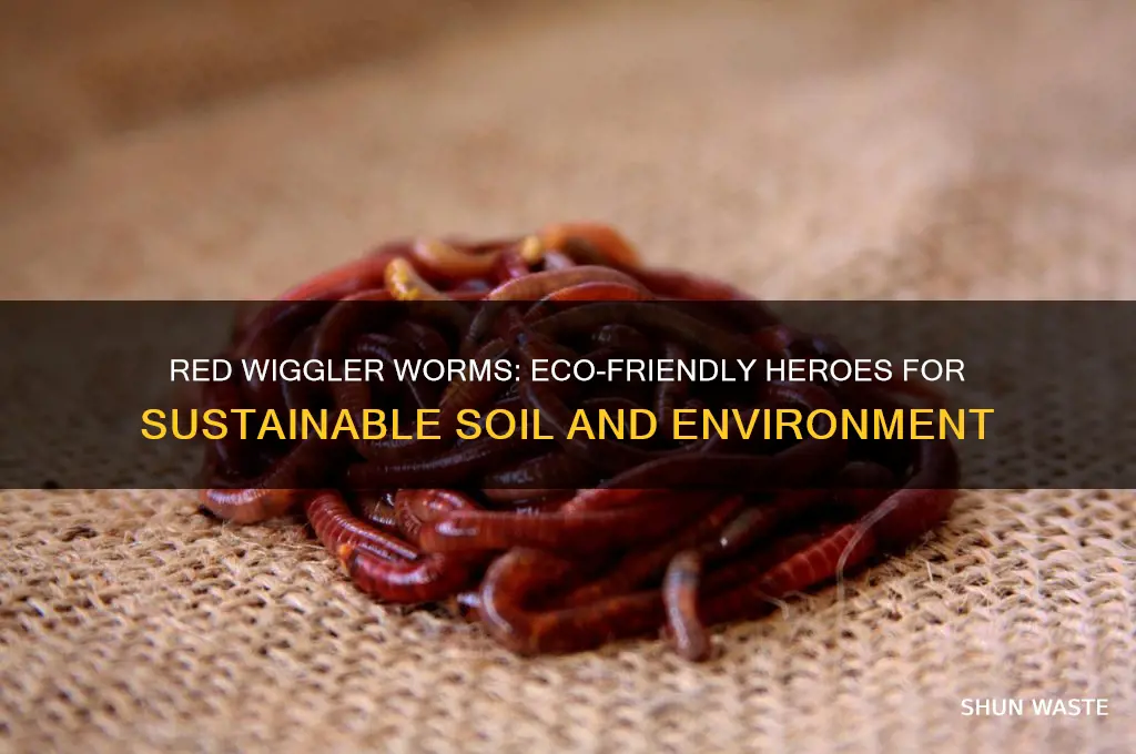 Red Wiggler Worms: Eco-Friendly Heroes For Sustainable Soil And ...
