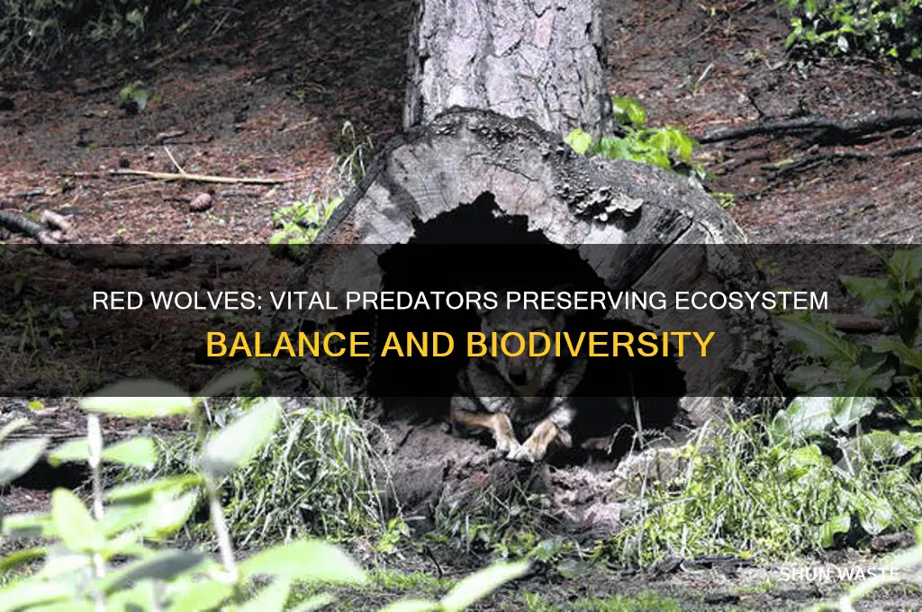 Red Wolves: Vital Predators Preserving Ecosystem Balance And ...