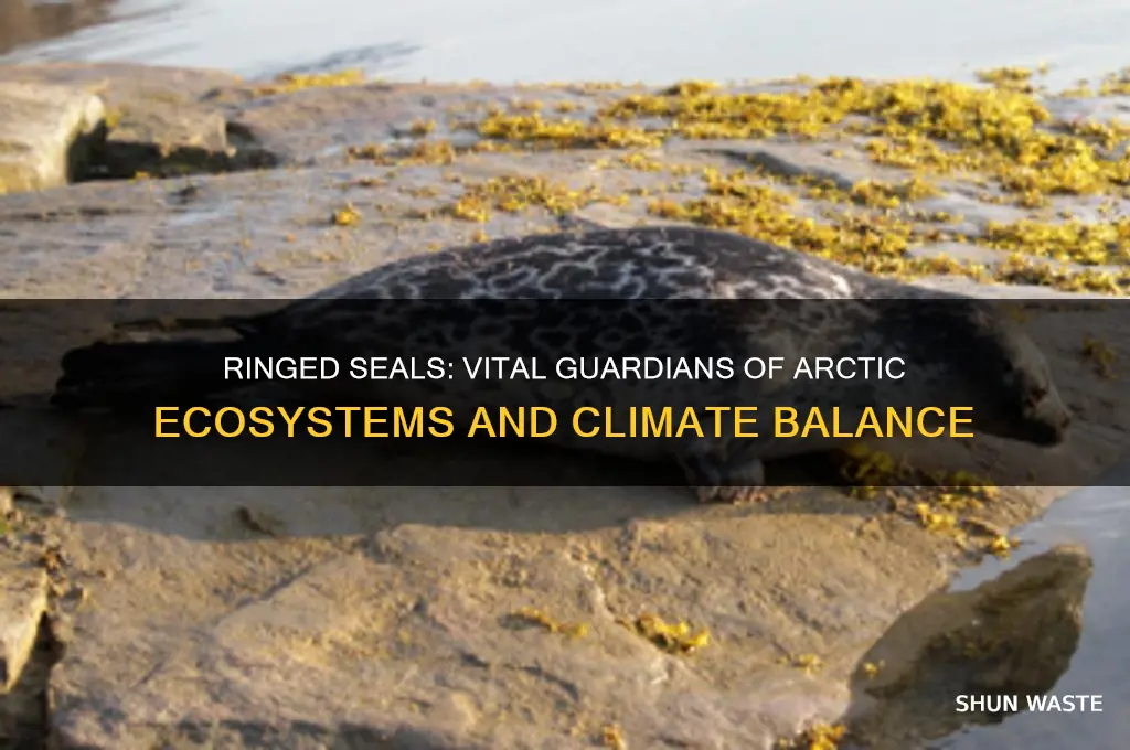 Ringed Seals: Vital Guardians Of Arctic Ecosystems And Climate Balance ...