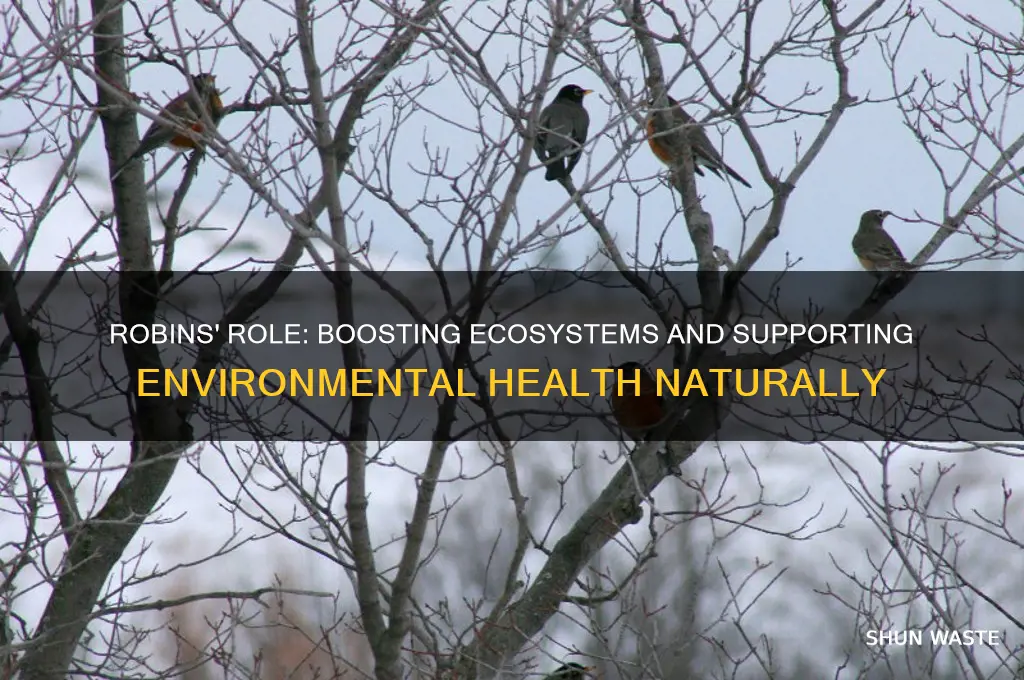 Robins' Role: Boosting Ecosystems And Supporting Environmental Health ...