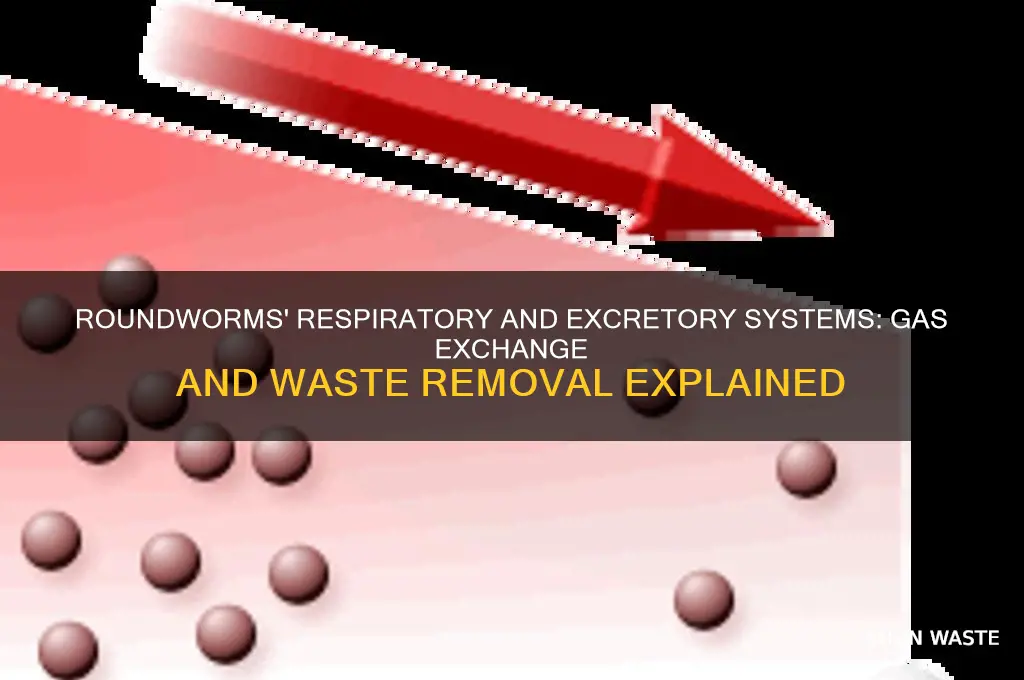 Roundworms' Respiratory And Excretory Systems: Gas Exchange And Waste ...