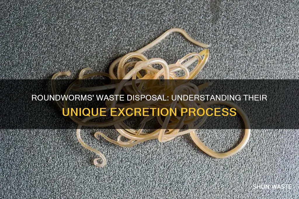 Roundworms' Waste Disposal: Understanding Their Unique Excretion ...