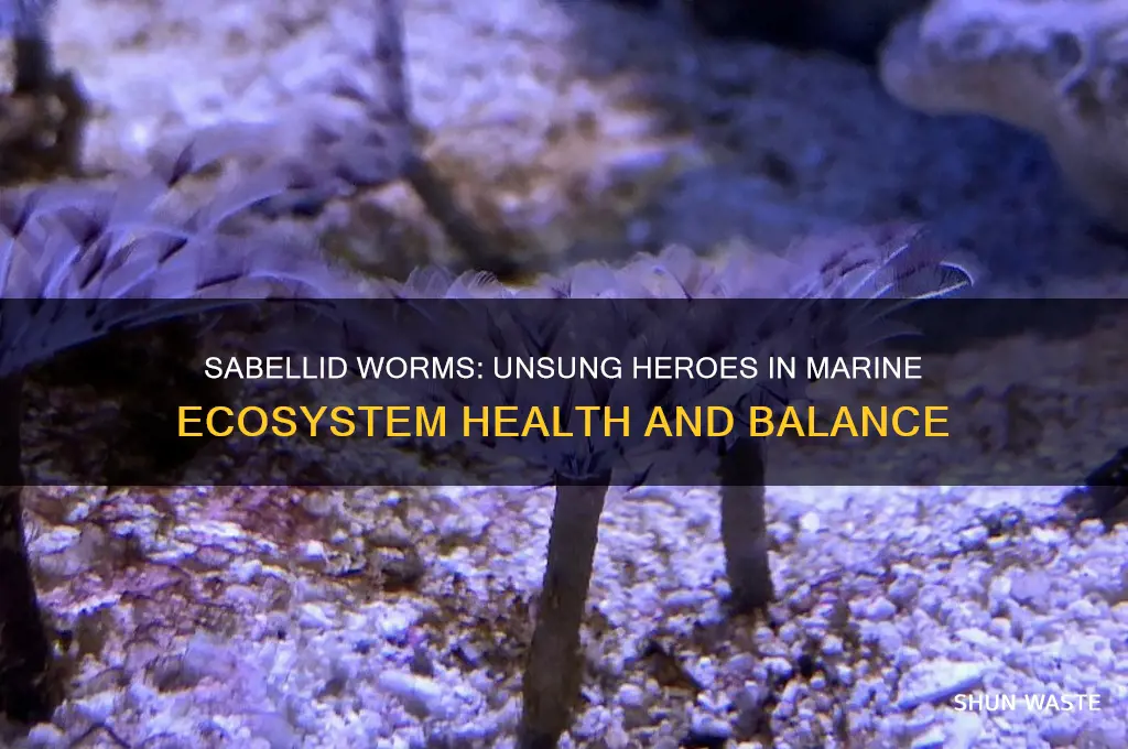 Sabellid Worms: Unsung Heroes In Marine Ecosystem Health And Balance ...