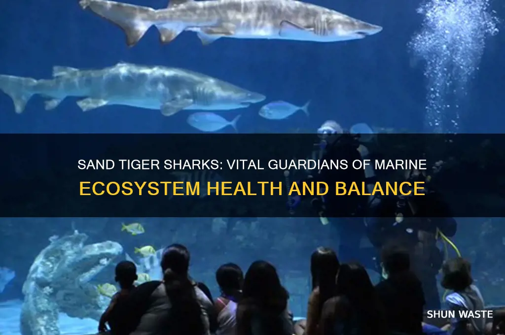 Sand Tiger Sharks: Vital Guardians Of Marine Ecosystem Health And ...