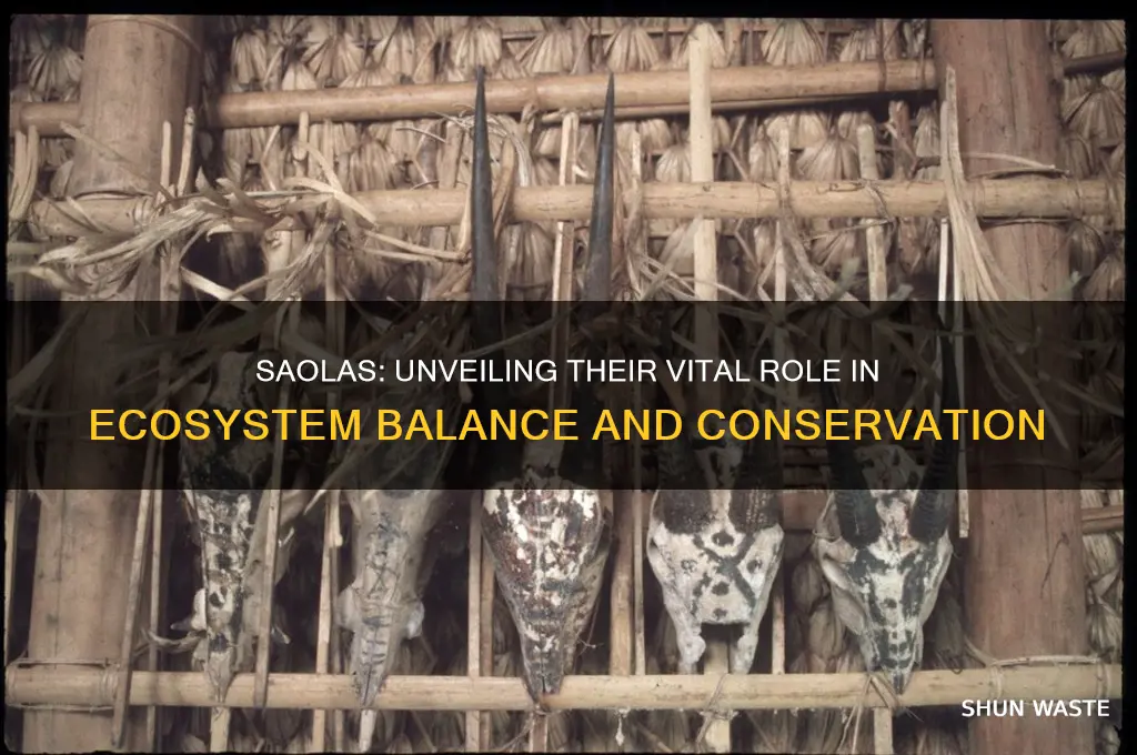 Saolas: Unveiling Their Vital Role In Ecosystem Balance And ...