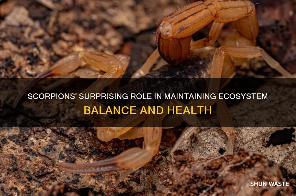 Scorpions' Surprising Role In Maintaining Ecosystem Balance And Health ...