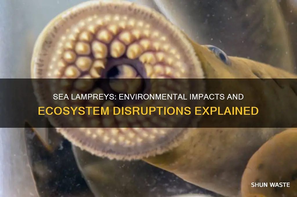 Sea Lampreys: Environmental Impacts And Ecosystem Disruptions Explained ...
