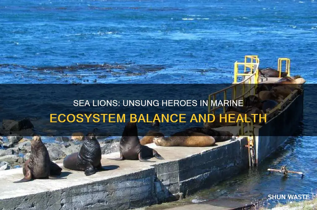 Sea Lions: Unsung Heroes In Marine Ecosystem Balance And Health | ShunWaste