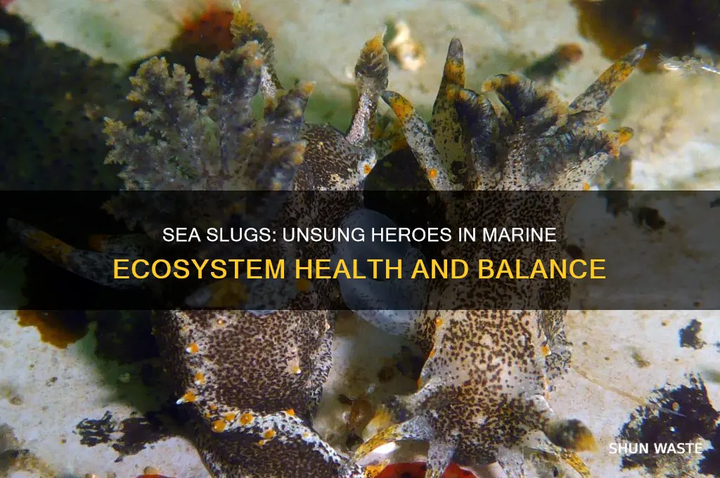 Sea Slugs: Unsung Heroes In Marine Ecosystem Health And Balance | ShunWaste