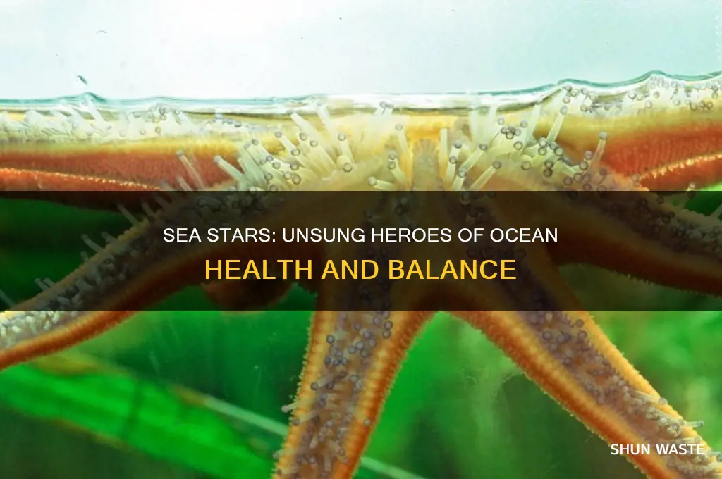 Sea Stars: Unsung Heroes Of Ocean Health And Balance | ShunWaste