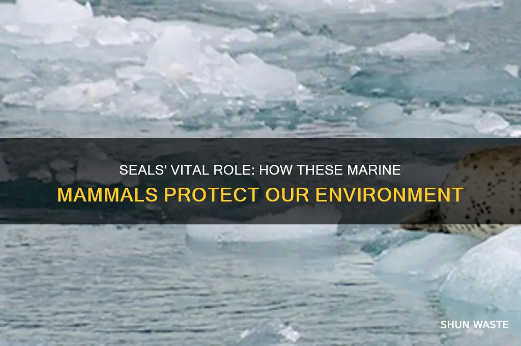 Seals' Vital Role: How These Marine Mammals Protect Our Environment ...