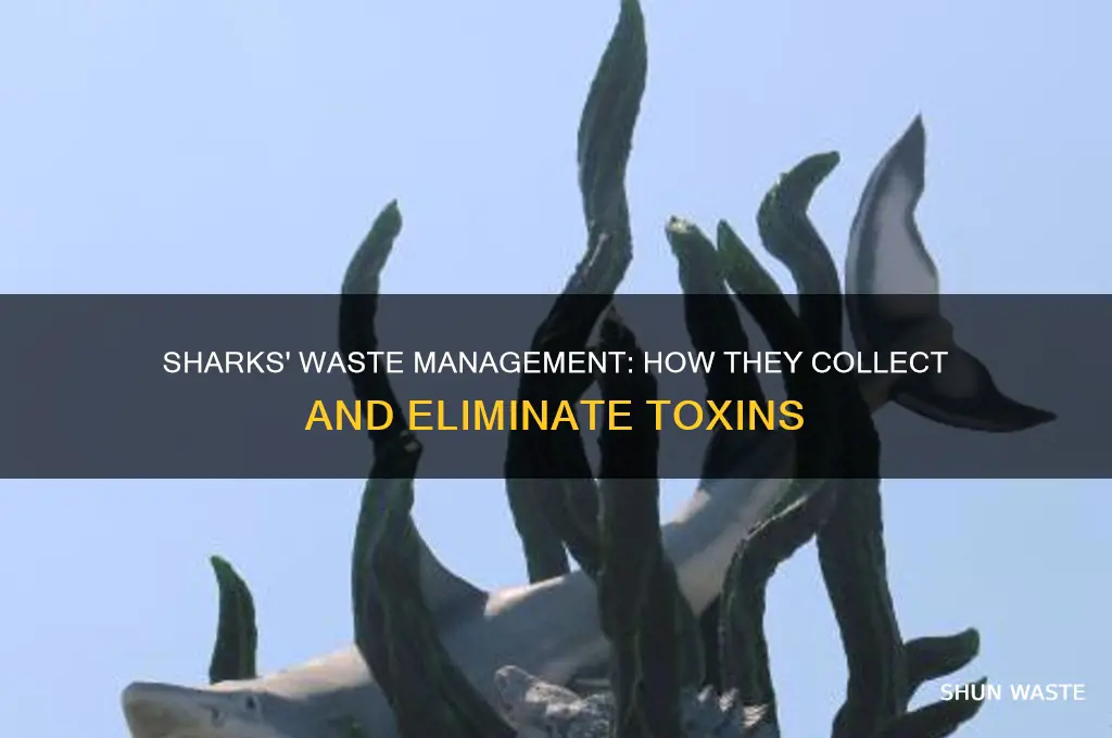 Sharks' Waste Management: How They Collect And Eliminate Toxins | ShunWaste