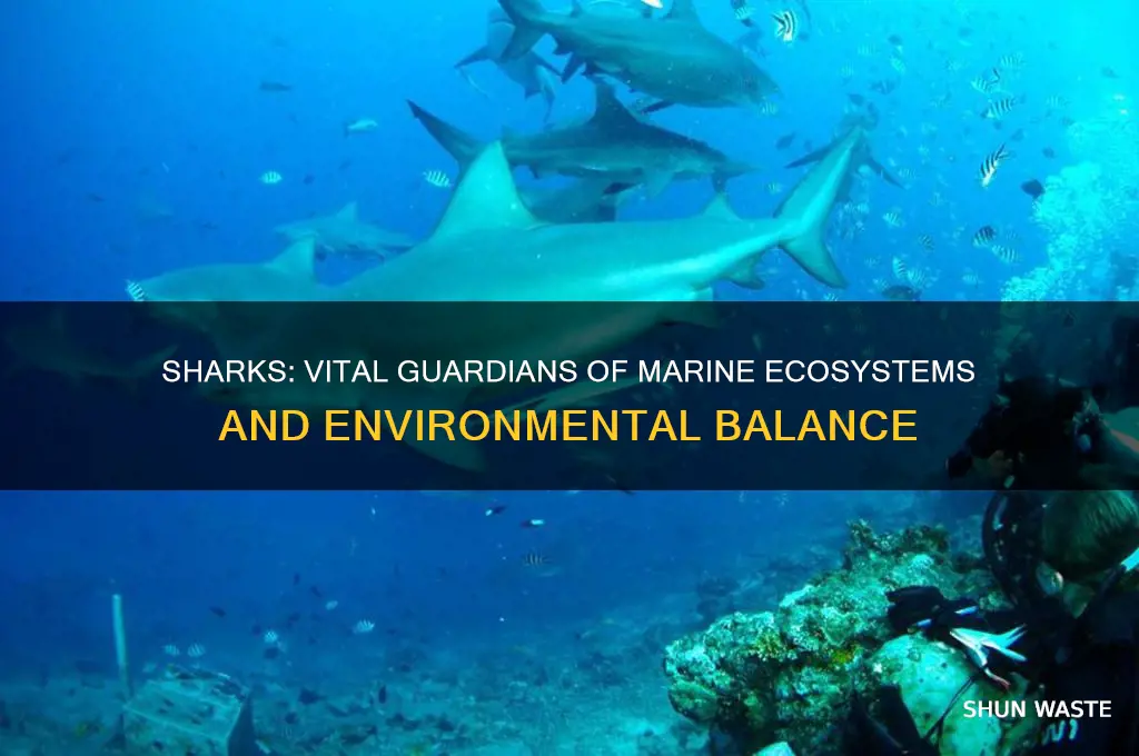 Sharks: Vital Guardians Of Marine Ecosystems And Environmental Balance ...