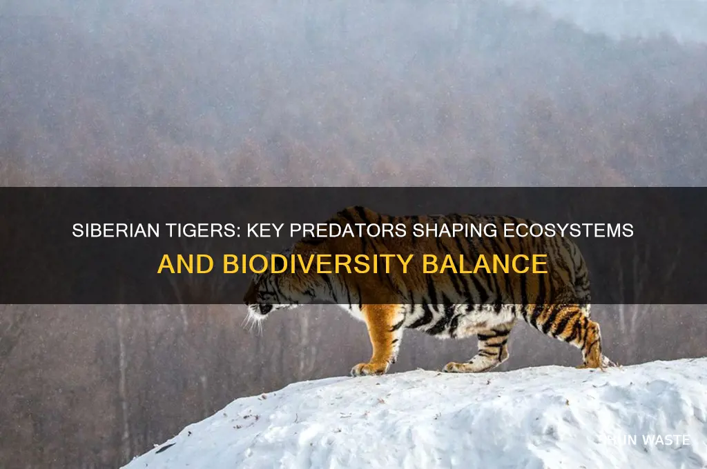Siberian Tigers: Key Predators Shaping Ecosystems And Biodiversity ...