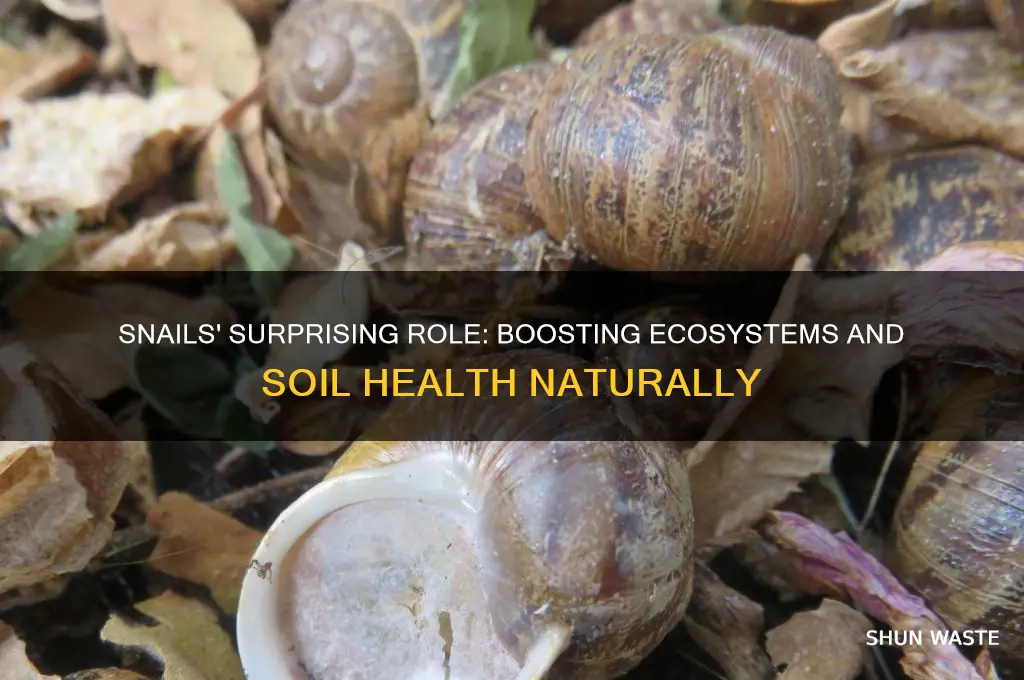 Snails' Surprising Role: Boosting Ecosystems And Soil Health Naturally ...