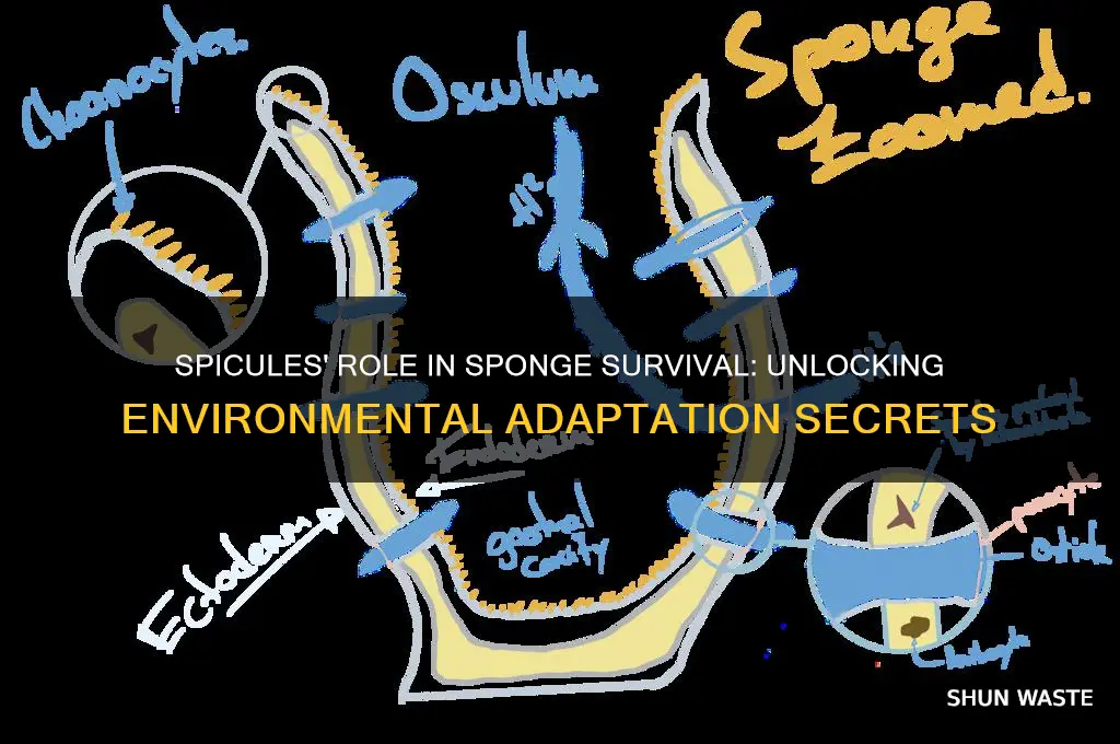 Spicules' Role In Sponge Survival: Unlocking Environmental Adaptation ...