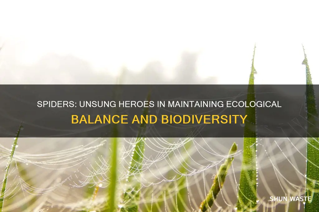 Spiders: Unsung Heroes In Maintaining Ecological Balance And ...