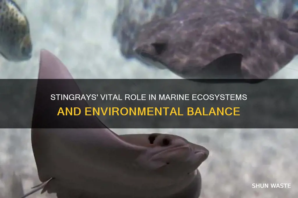 Stingrays' Vital Role In Marine Ecosystems And Environmental Balance ...