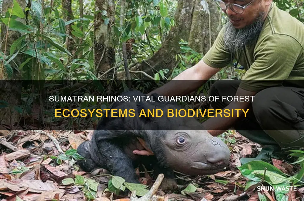 Sumatran Rhinos: Vital Guardians Of Forest Ecosystems And Biodiversity ...