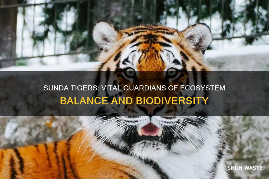 Sunda Tigers: Vital Guardians Of Ecosystem Balance And Biodiversity ...