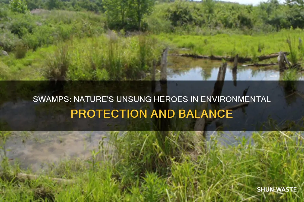 Swamps: Nature's Unsung Heroes In Environmental Protection And Balance ...