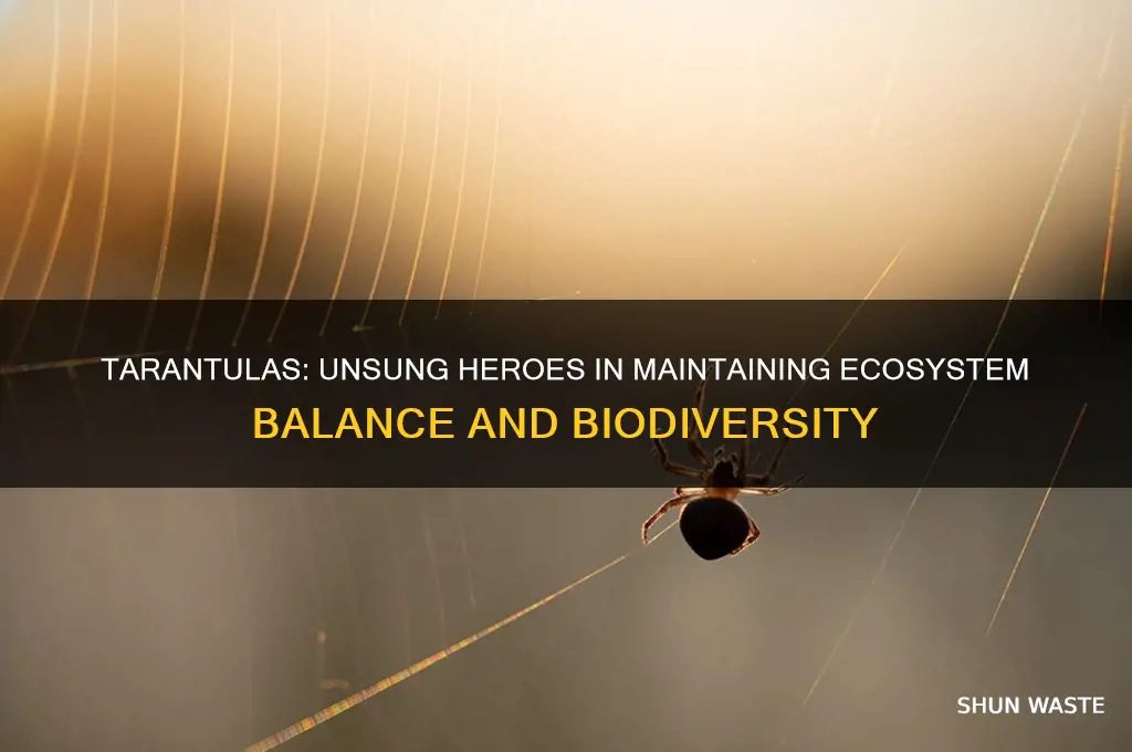 Tarantulas: Unsung Heroes In Maintaining Ecosystem Balance And ...