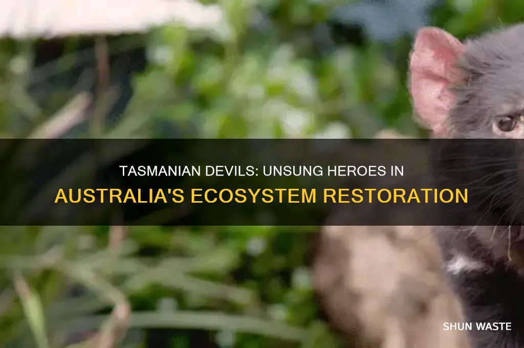 Tasmanian Devils: Unsung Heroes In Australia's Ecosystem Restoration ...