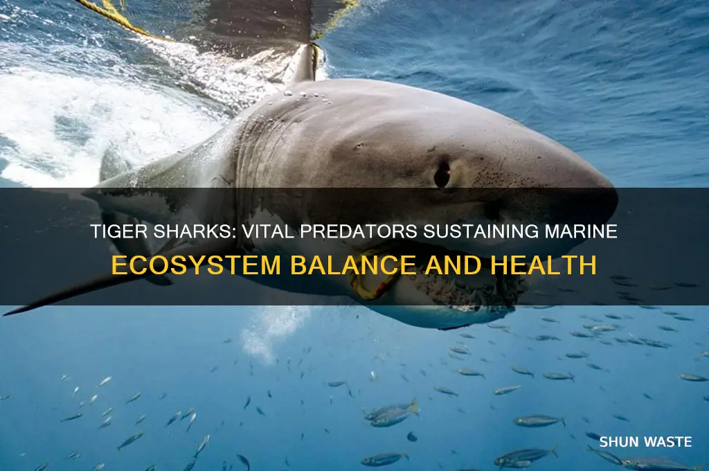Tiger Sharks: Vital Predators Sustaining Marine Ecosystem Balance And ...