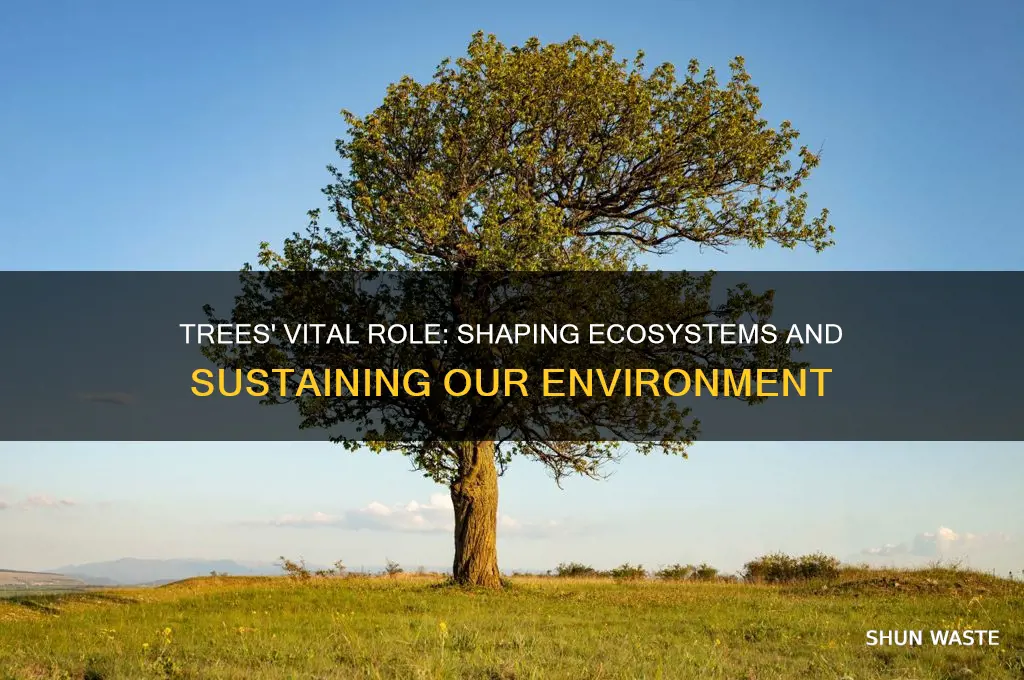 Trees' Vital Role: Shaping Ecosystems And Sustaining Our Environment ...