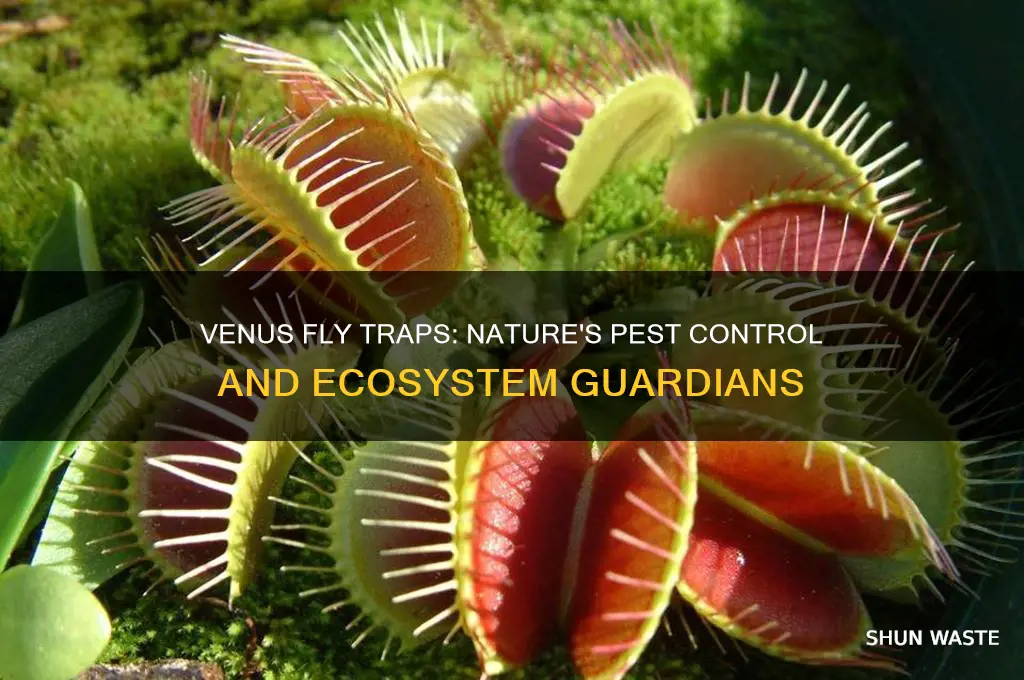 Venus Fly Traps: Nature's Pest Control And Ecosystem Guardians | ShunWaste