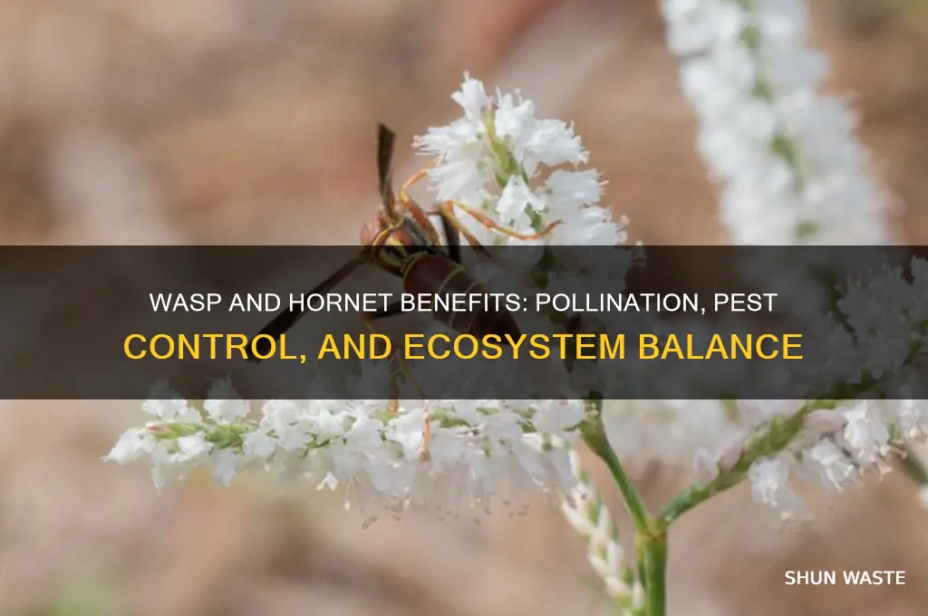 Wasp And Hornet Benefits: Pollination, Pest Control, And Ecosystem ...