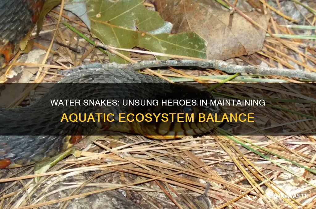 Water Snakes: Unsung Heroes In Maintaining Aquatic Ecosystem Balance ...